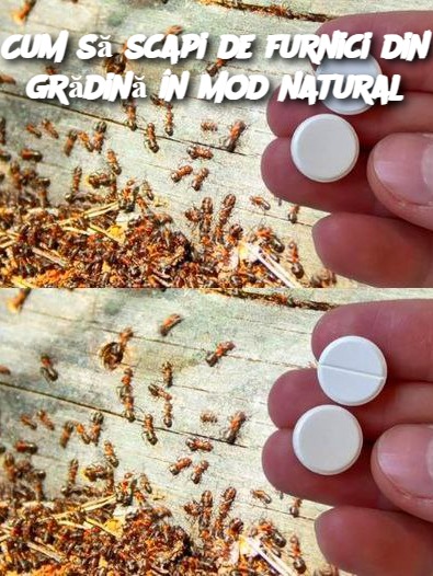 Cum să scapi de furnici din grădină în mod natural – Best Recipes