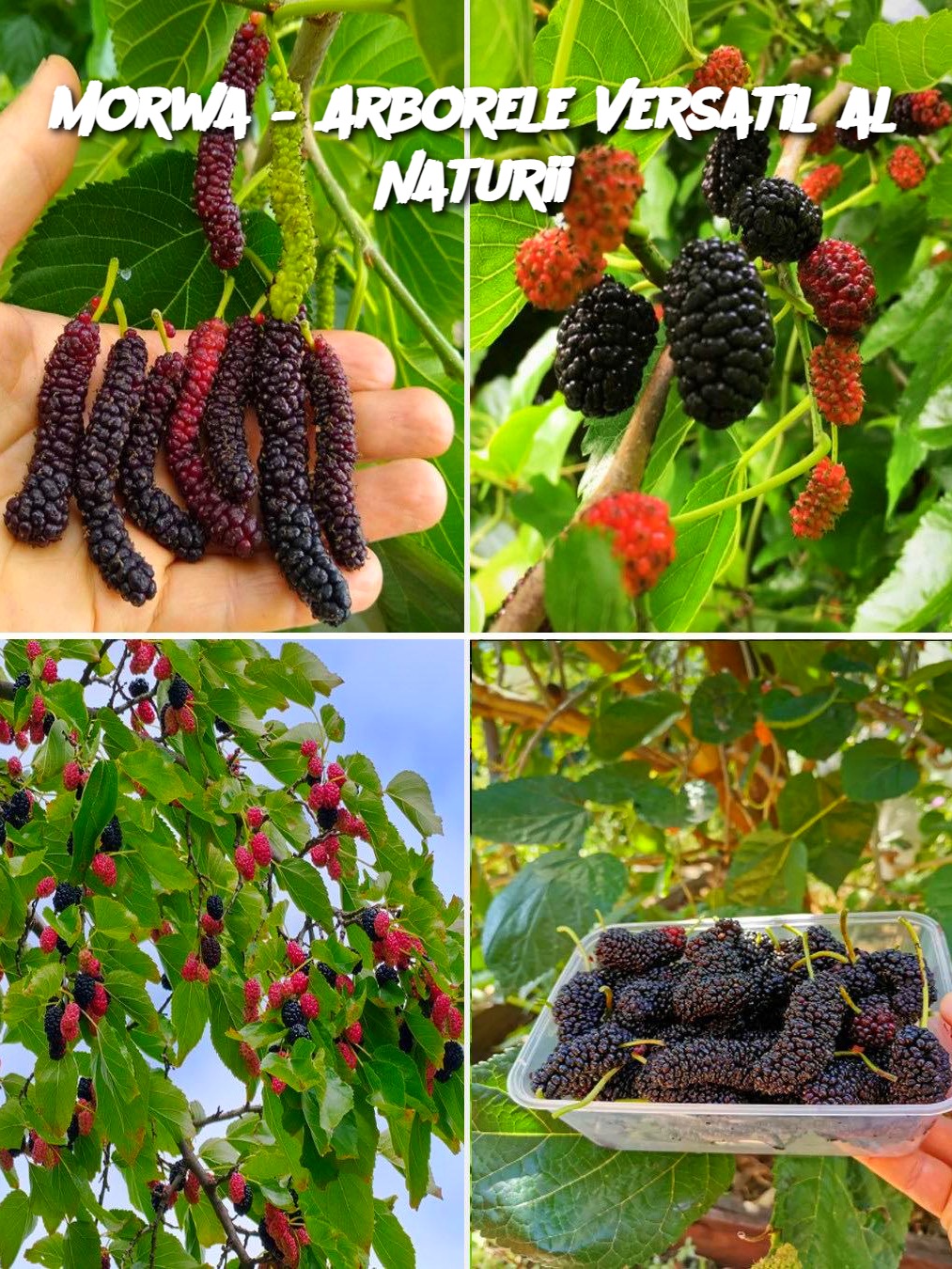 Morwa – Arborele Versatil al Naturii – Best Recipes
