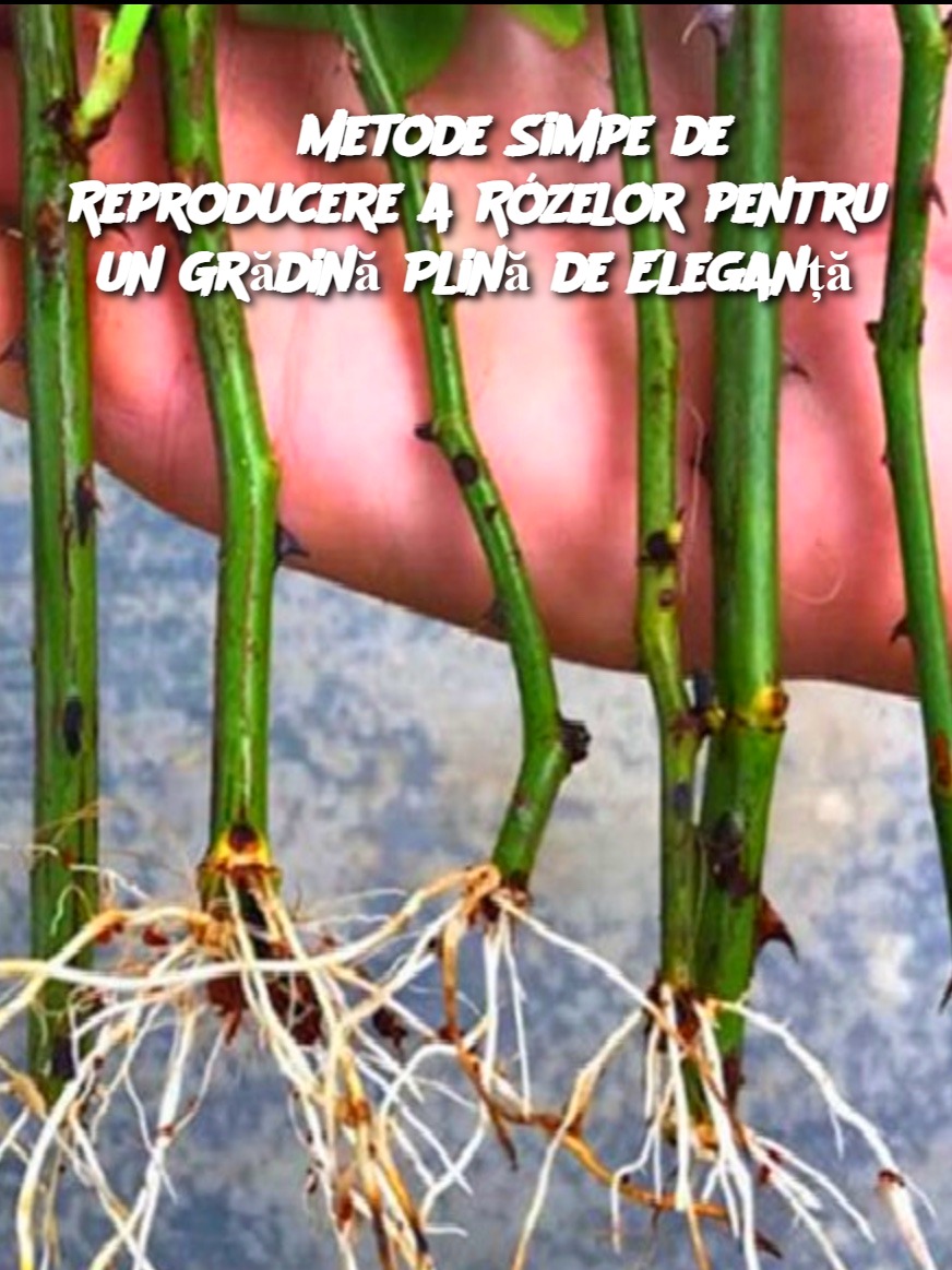 3 Metode Simpe de Reproducere a Rózelor pentru un Grădină Plină de ...