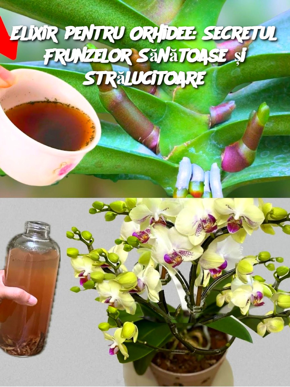 Elixir pentru Orhidee: Secretul Frunzelor Sănătoase și Strălucitoare – Best Recipes