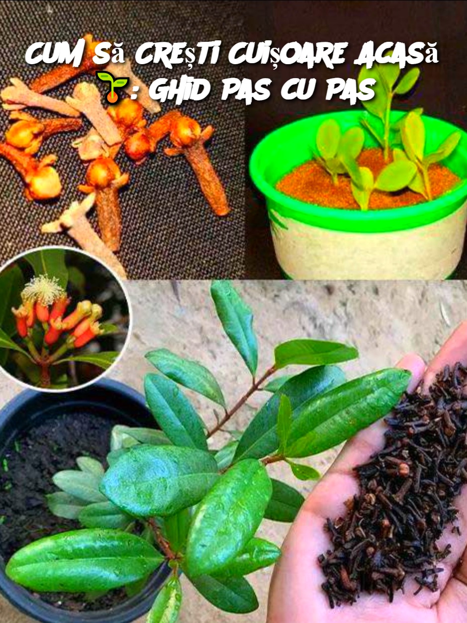 Cum să Crești Cuișoare Acasă : Ghid Pas cu Pas – Best Recipes
