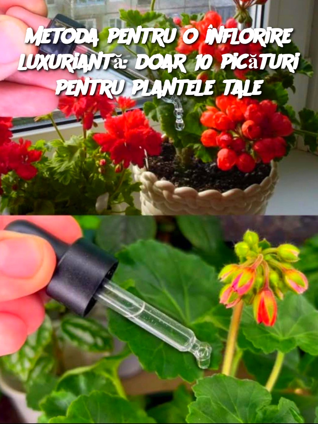 Metoda pentru o înflorire luxuriantă: doar 10 picături pentru plantele ...