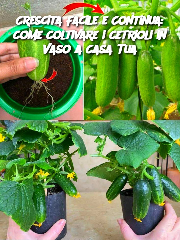 Crescita Facile e Continua: Come Coltivare i Cetrioli in Vaso a Casa ...