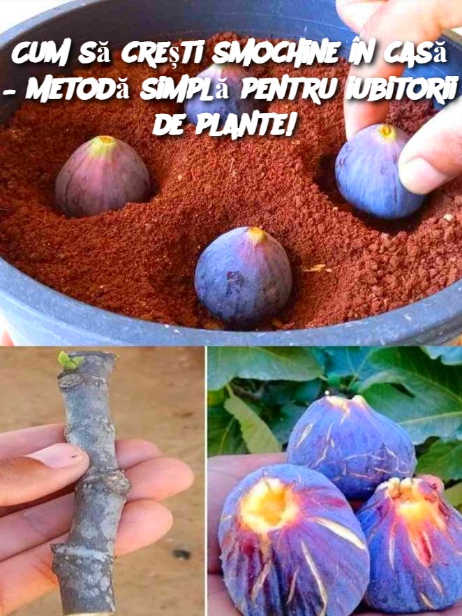 Cum să crești smochine în casă – Metodă simplă pentru iubitorii de ...