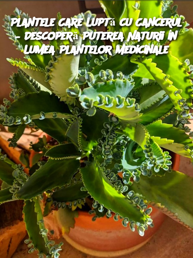 Plantele Care Luptă cu Cancerul – Descoperă Puterea Naturii în Lumea ...