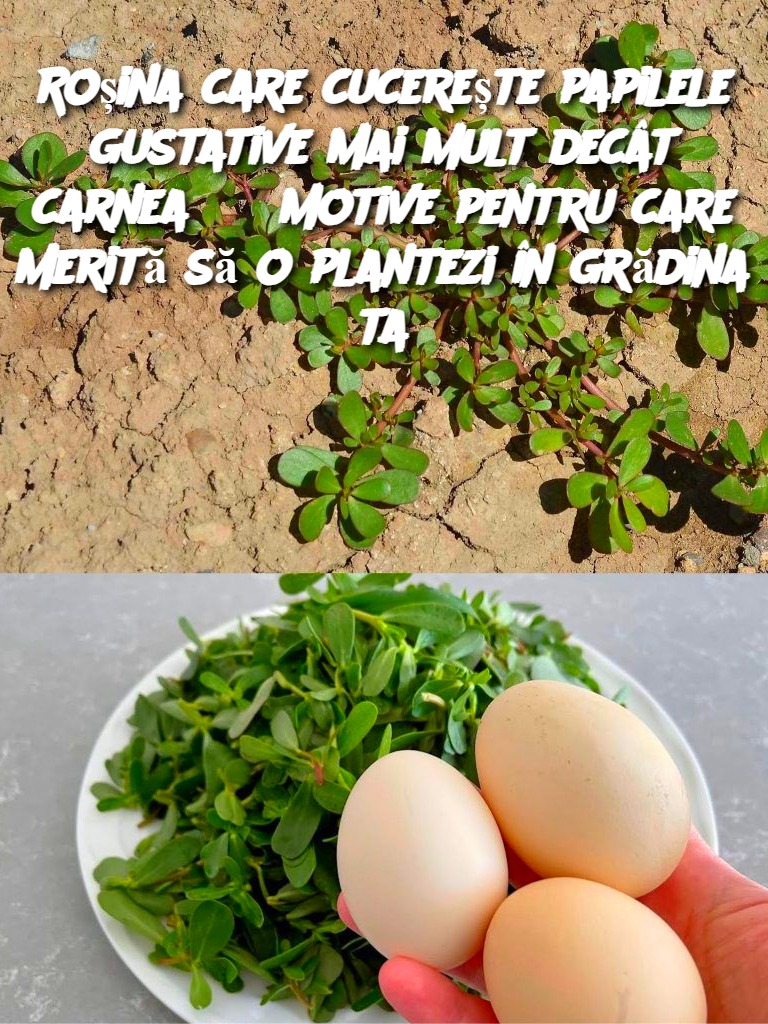 Roșina care cucerește papilele gustative mai mult decât carnea? 8 ...